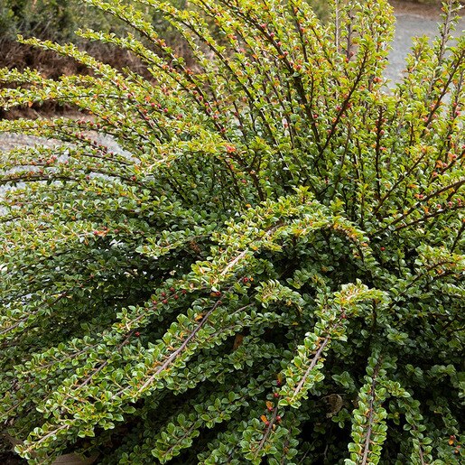 Cotoneaster Apiculatus Tom Thumb Creeping Cotoneaster | SiteOne