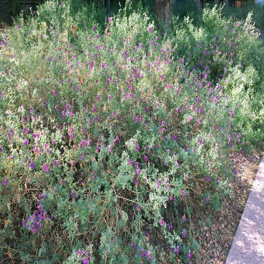 Dalea Frutescens Black Dalea | SiteOne