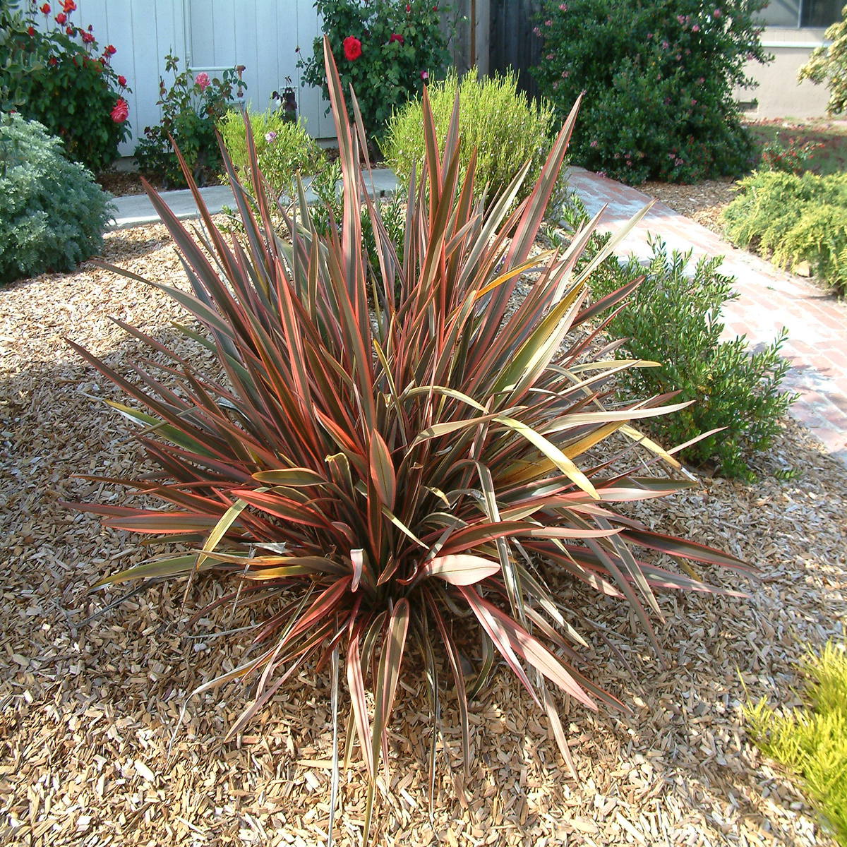 Phormium X Maori Chief Rainbow Chief New Zealand Flax | SiteOne