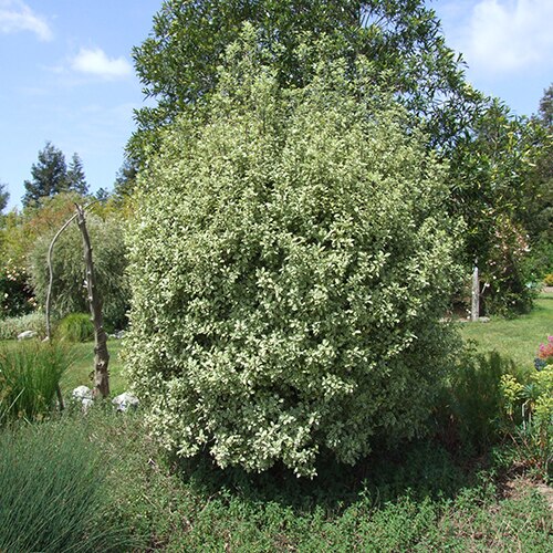 Pittosporum Tenuifolium Kohuhu | SiteOne