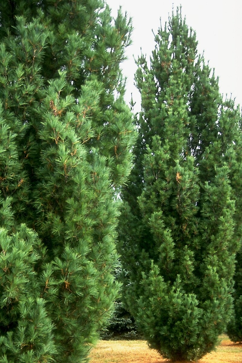 Pinus Strobus Fastigiata - Eastern White Pine 9 ft. | Trees | SiteOne