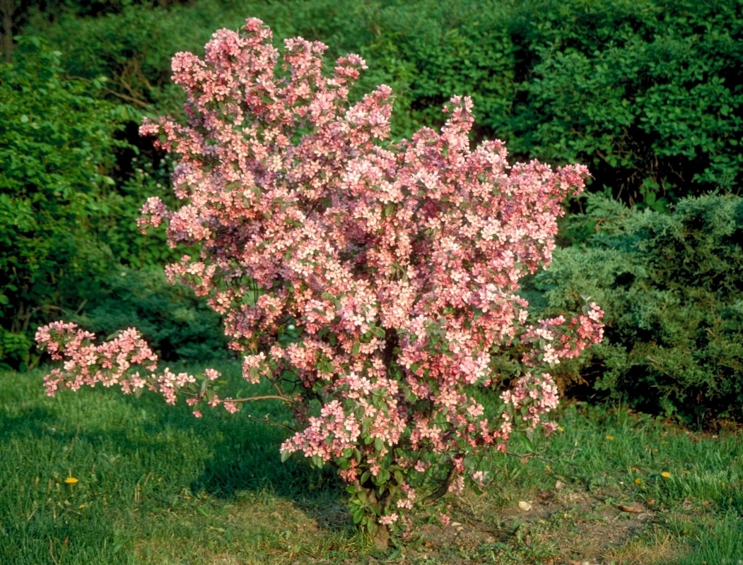 Malus X Adams Crabapple | SiteOne