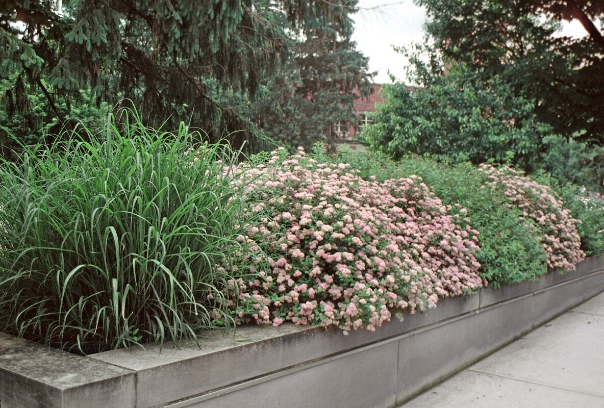 Spiraea Japonica Little Princess Japanese Spirea | SiteOne